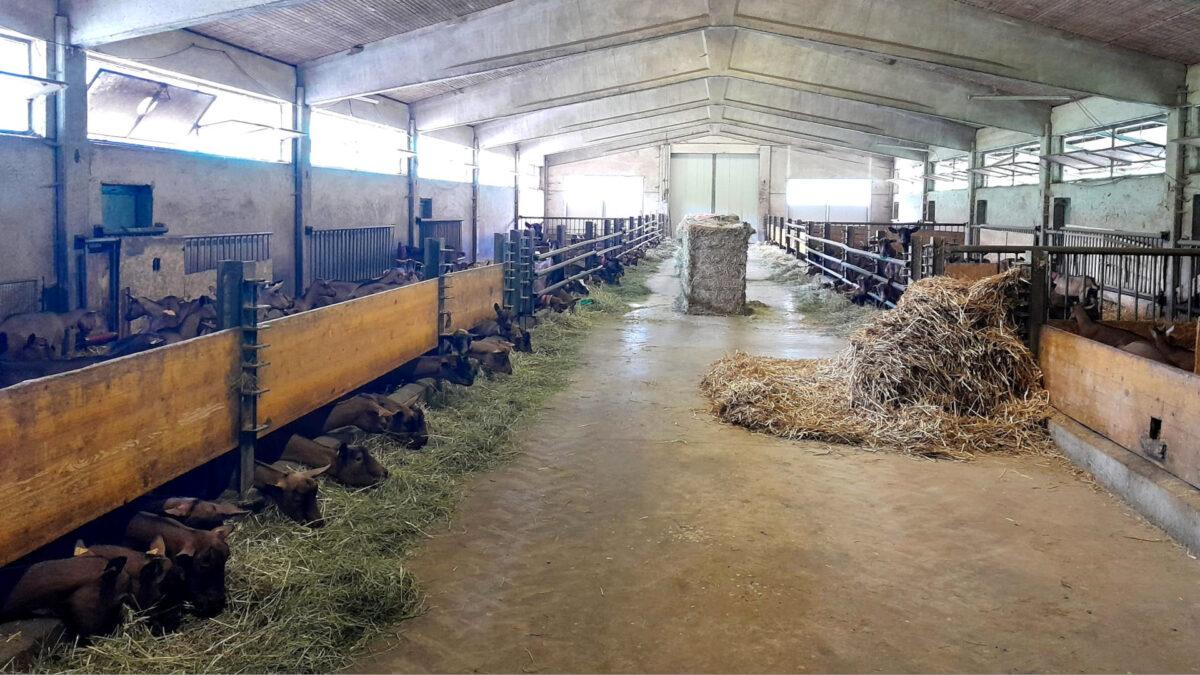 CORSO SULL’ALLEVAMENTO DELLA CAPRA DA LATTE CON VISITA AZIENDALE – Capre.it